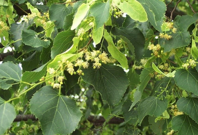 PARASTĀ LIEPA - Ālaves muiža